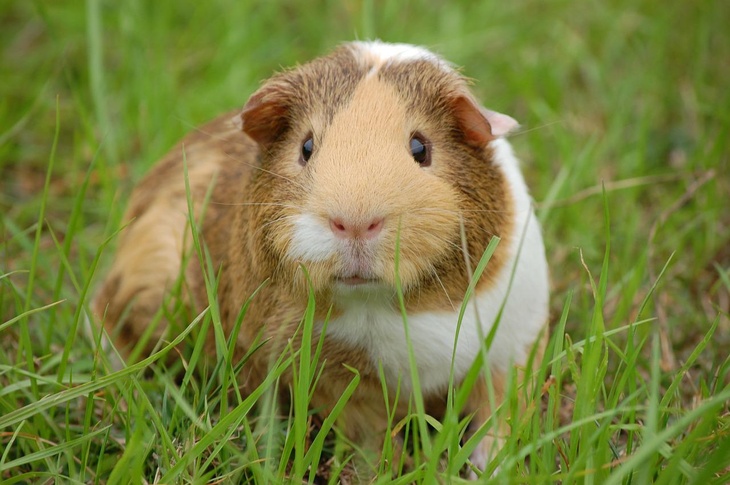 Sport Star: guinea pig Molly enters Guinness World Records with slam dunks